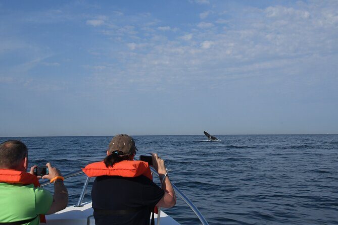 Whale Watching Adventure - leaded by marine biologist. - The Authenticity and Realities of the Tour