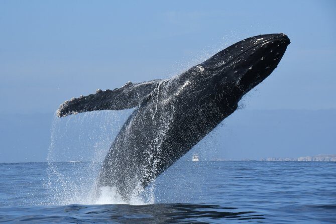 Whale Watching Adventure - leaded by marine biologist. - The Sum Up