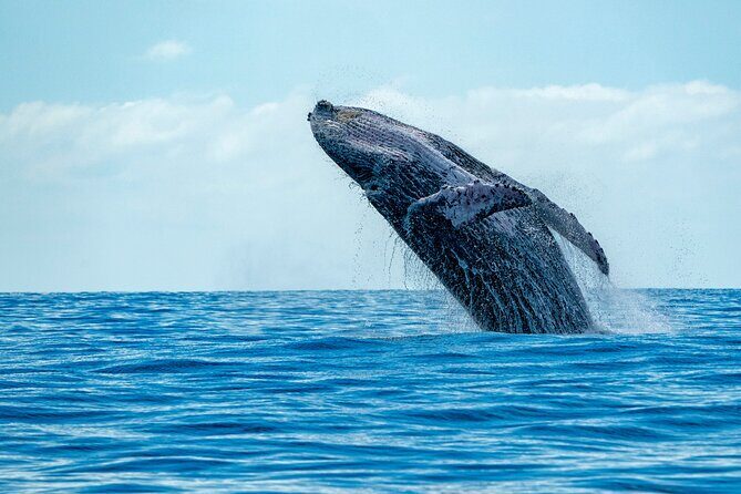Whale Watching Adventure -Speed Boat & Small Group - The Itinerary and What You Can Expect  