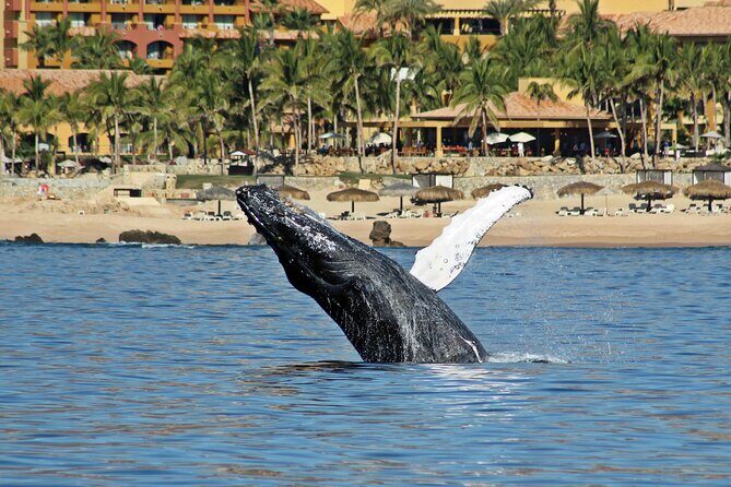 Whale Watching Amazing Adventure - A Detailed Look at the Whale Watching Amazing Adventure