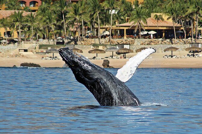 Whale Watching Amazing Adventure - FAQs