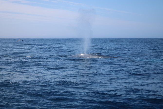 Whale Watching and Jeep Tour - Frequently Asked Questions