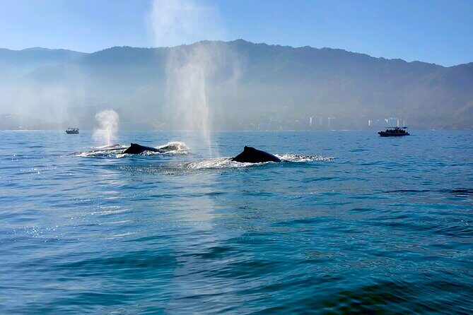 Whale Watching and Los Arcos 5 Islands Adventure - Final Thoughts