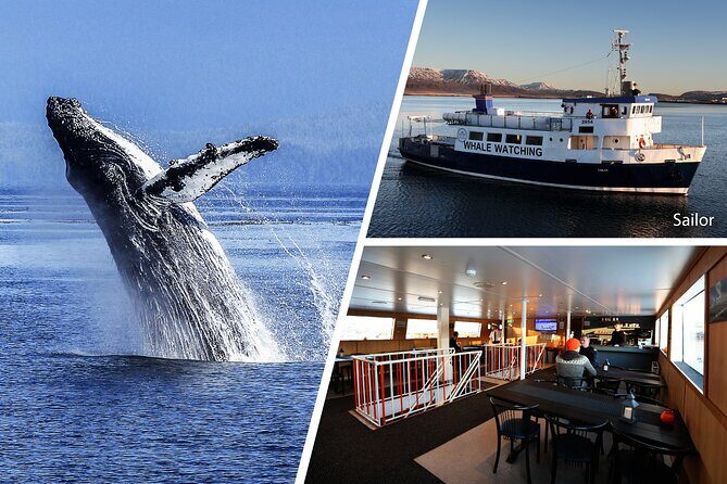 Whale Watching and Marine Life Tour in Reykjavik - FAQ