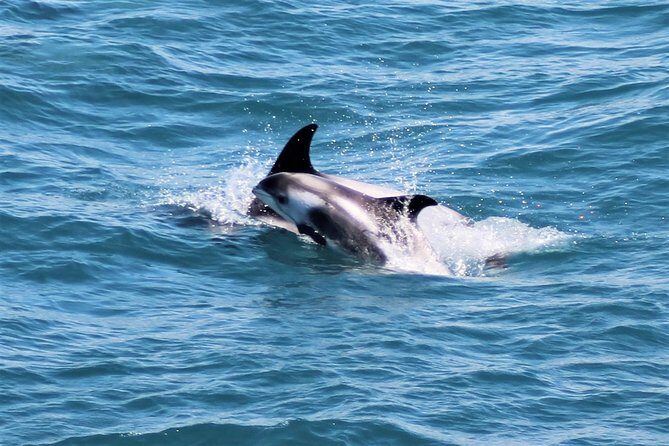 Whale Watching and Northern Lights Half-Day Combo Tour - Pricing & Value  