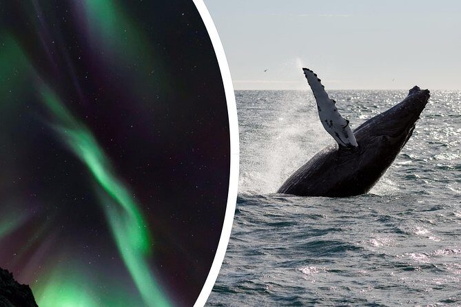 Whale Watching and Northern Lights Half-Day Combo Tour - The Sum Up  