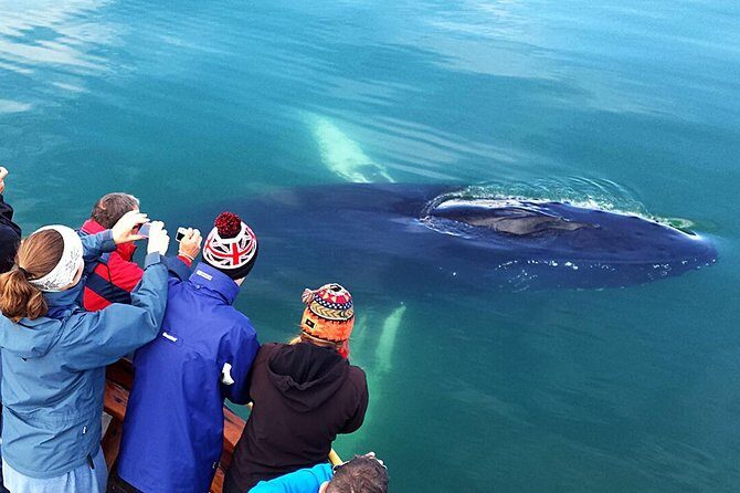 Whale Watching and Sea Angling Tour - Who Will Love This Tour?