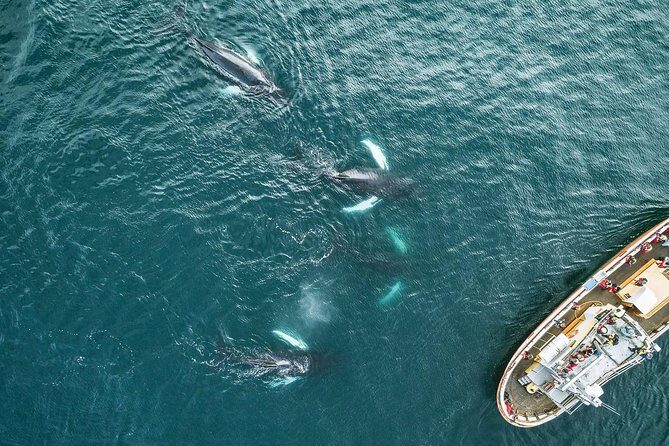 Whale Watching and Sea Angling Tour - FAQ