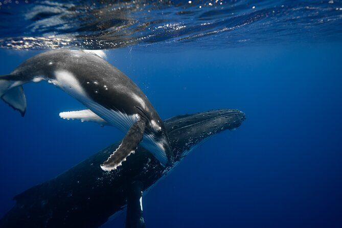 Whale watching and snorkelling in Moorea - Key Points  