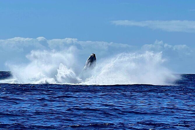 Whale watching and snorkelling in Moorea - The Experience: What to Expect from Start to Finish