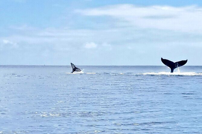 Whale watching and snorkelling in Moorea - FAQ