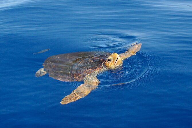 Whale watching and snorkelling in the whale sanctuary - Key Points