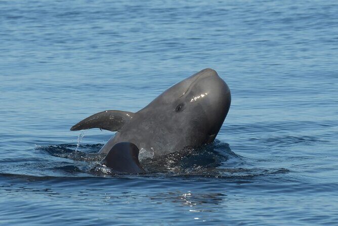 Whale watching and snorkelling in the whale sanctuary - What Past Travelers Say