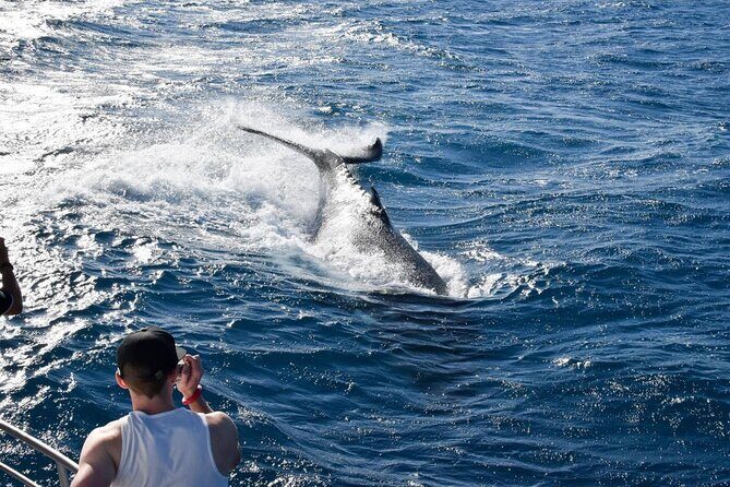 Whale Watching and Wildlife Cruise Townsville and Magnetic Island - The Experience: An In-Depth Look at What’s on Offer