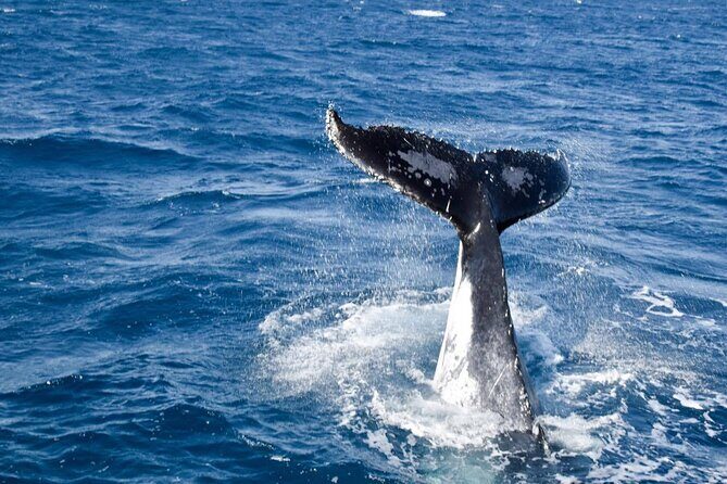 Whale Watching and Wildlife Cruise Townsville and Magnetic Island - The Sum Up: Is This the Right Experience for You?