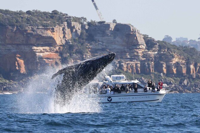 Whale Watching Boat Trip in Sydney - Analyzing the Value