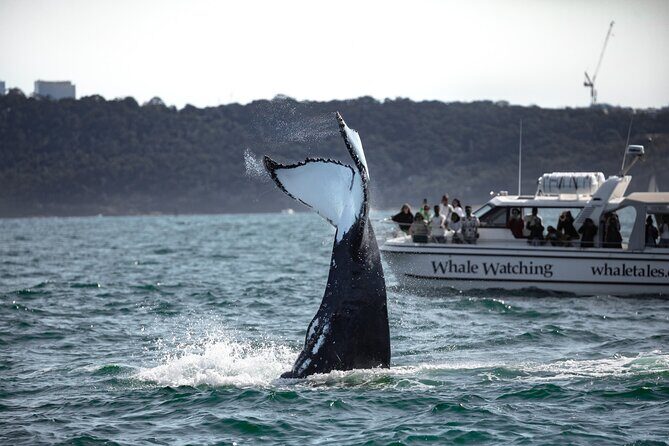 Whale Watching Boat Trip in Sydney - The Final Word