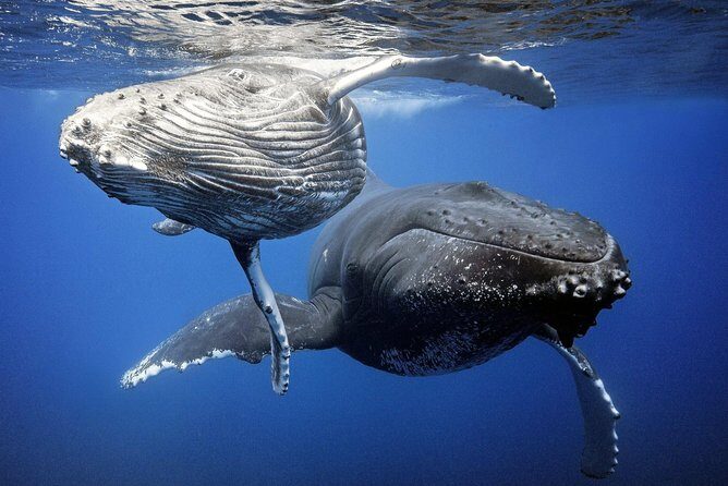 Whale Watching Bora Bora - What’s Included and How It Works