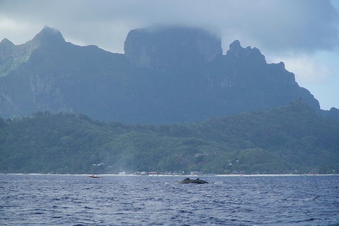 Whale Watching Bora Bora - What the Critics Say