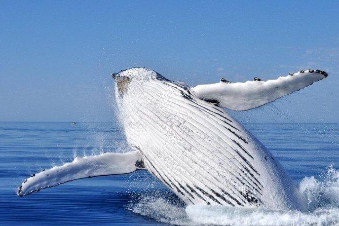 Whale Watching Busselton - The Practicalities and Amenities