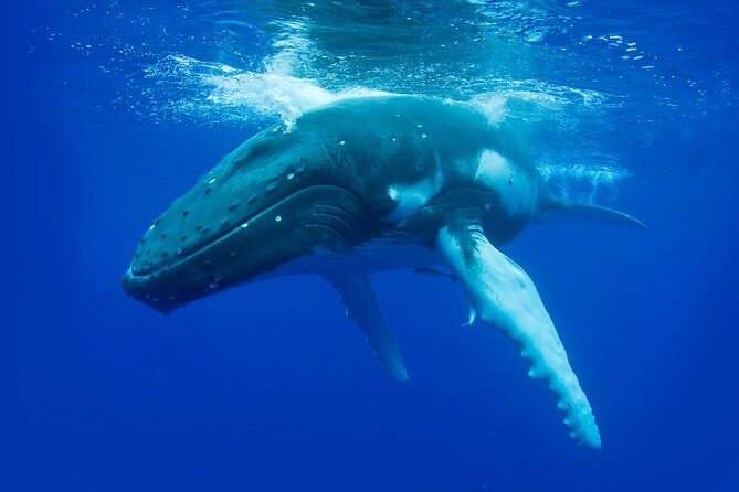 Whale Watching Busselton - Who Should Book This Tour?
