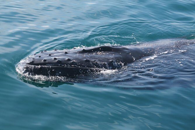 Whale Watching Busselton - FAQ