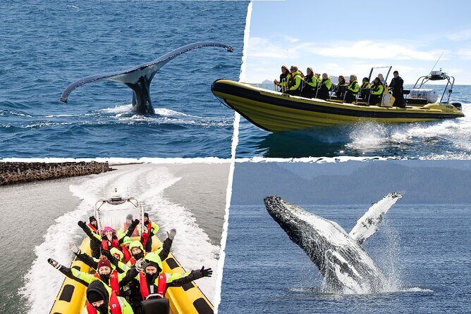 Whale Watching by RIB Speedboat from Downtown Reykjavik - Why This Tour Stands Out