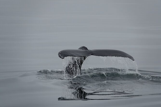 Whale Watching by RIB Speedboat from Downtown Reykjavik - Who Should Book This Tour?