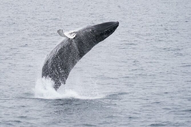Whale Watching by RIB Speedboat from Downtown Reykjavik - Final Thoughts