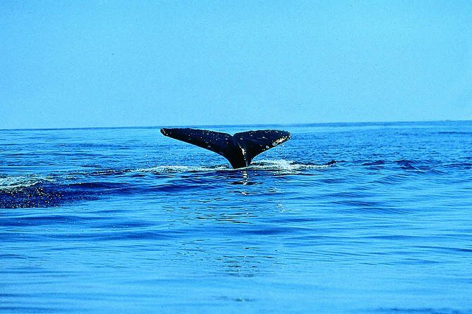 Whale Watching by Sea Kayak in Batemans Bay - The Experience: What to Expect and Why It Matters