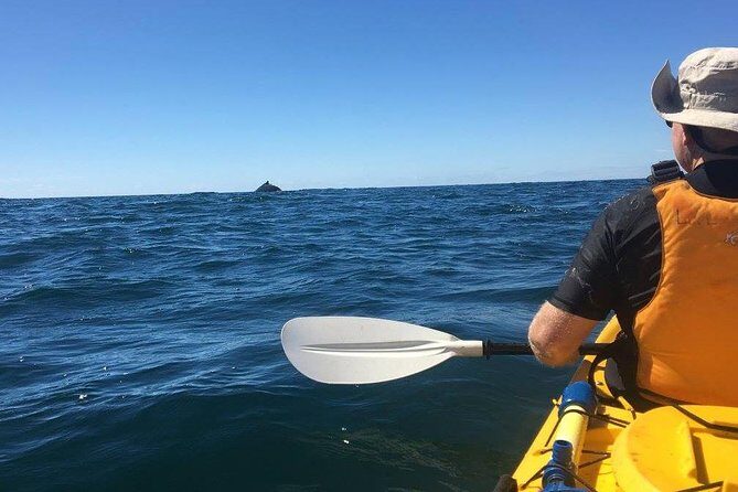 Whale Watching by Sea Kayak in Batemans Bay - The Value of This Tour