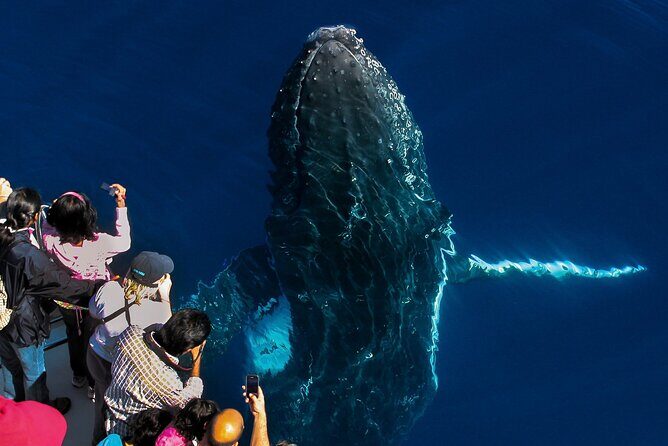 Whale Watching by Sea World Cruises - What to Expect During Your Whale Watching Tour