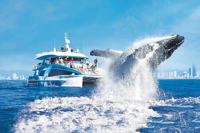 Whale Watching by Sea World Cruises - Why This Tour Offers Great Value