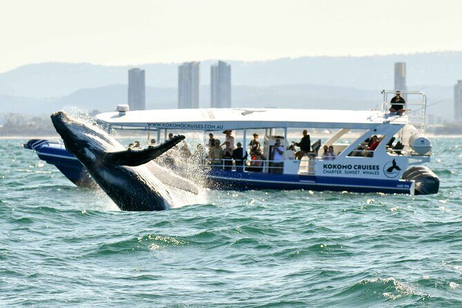 Whale Watching by Sea World Cruises - FAQs