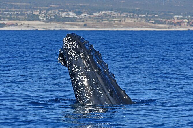 Whale Watching by Zodiac in Cabo San Lucas with Photos Included - Key Points: