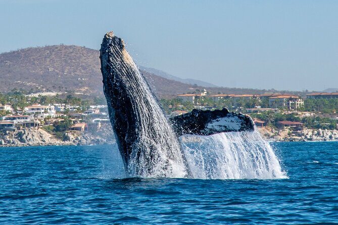Whale Watching by Zodiac in Cabo San Lucas with Photos Included - Meeting Point and Start