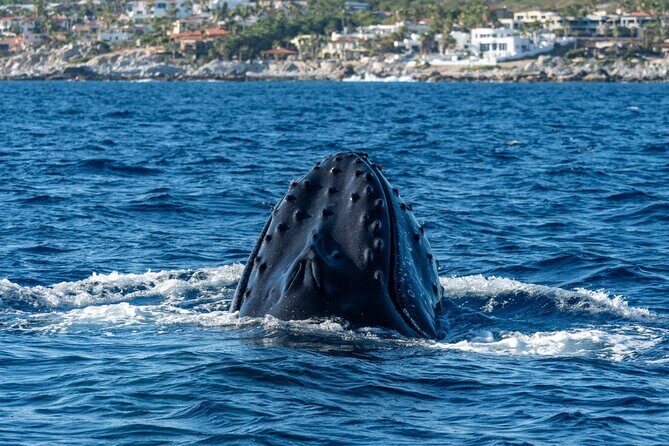 Whale Watching by Zodiac in Cabo San Lucas with Photos Included - The Whale Encounters