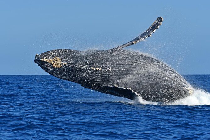 Whale Watching by Zodiac in Cabo San Lucas with Photos Included - Photos and Videos