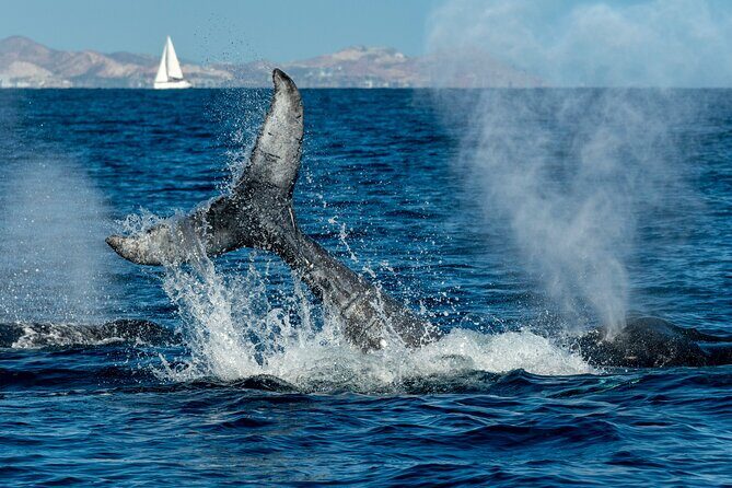 Whale Watching by Zodiac in Cabo San Lucas with Photos Included - Return and Reflection