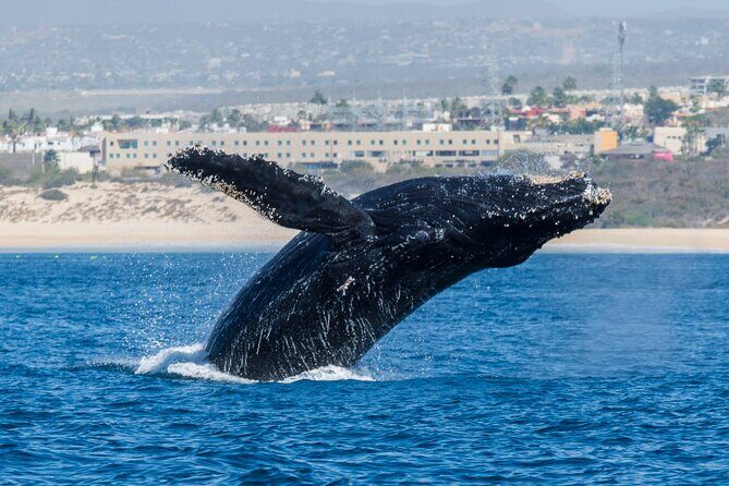 Whale Watching by Zodiac in Cabo San Lucas with Photos Included - Focus on Responsible Wildlife Viewing