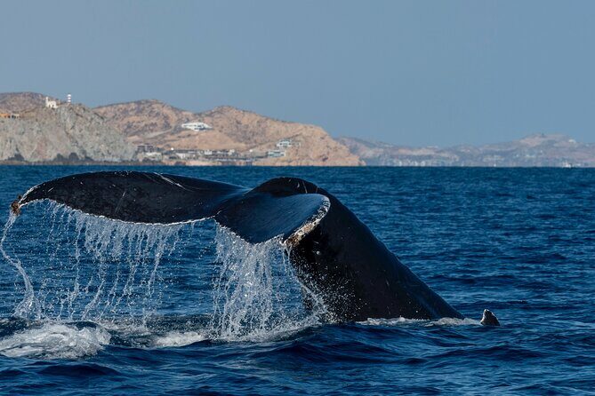 Whale Watching by Zodiac in Cabo San Lucas with Photos Included - Small Group Size and Personal Attention