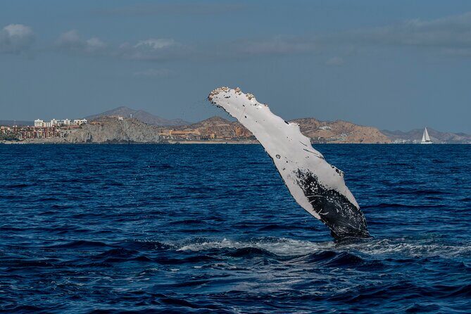 Whale Watching by Zodiac in Cabo San Lucas with Photos Included - High-Quality Media and Customer Service
