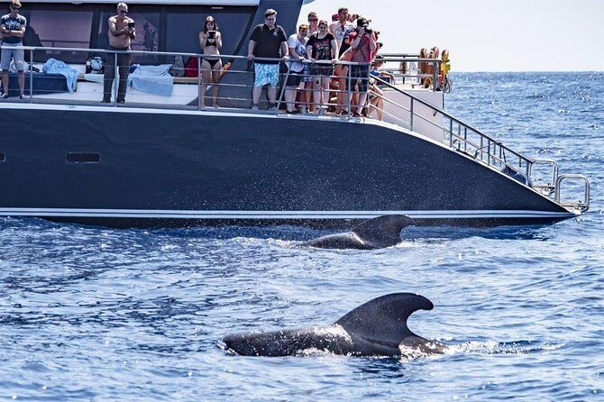 Whale Watching Catamaran in Costa Adeje (Including drinks & Sandwich) - Key Points