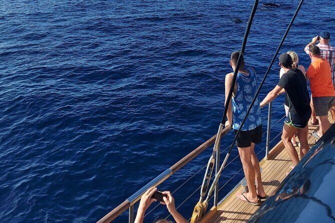 Whale Watching Catamaran to Los Gigantes & Masca (Including drinks & warm lunch) - FAQs