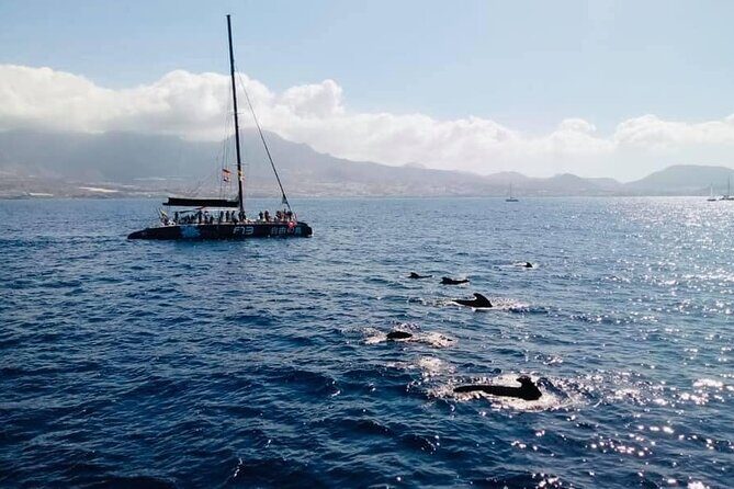 Whale Watching Catamaran to Los Gigantes & Masca (Including drinks & warm lunch) - In Summary