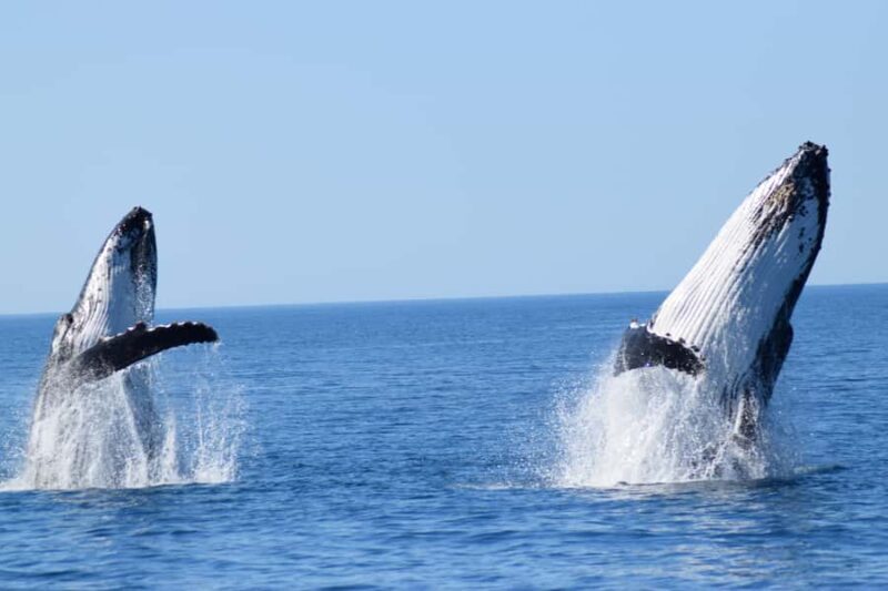 Whale Watching Cruise from Busselton, Augusta or Dunsborough - What to Expect on the Tour