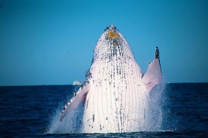 Whale Watching Cruise from Mooloolaba - Introduction: An Authentic Whale Watching Adventure from Mooloolaba