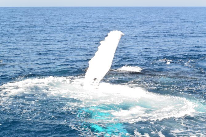 Whale Watching Cruise from Mooloolaba - Key Points