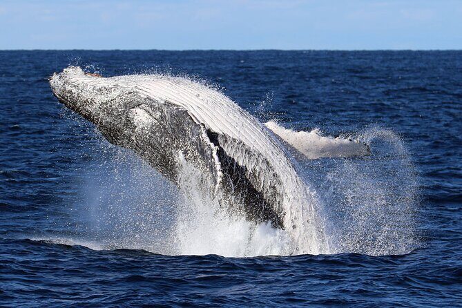 Whale Watching Cruise in New South Wales - Introduction