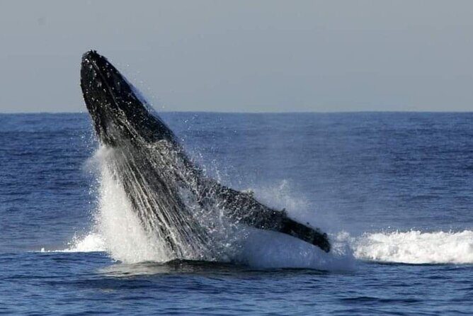 Whale Watching Cruise in New South Wales - Key Points